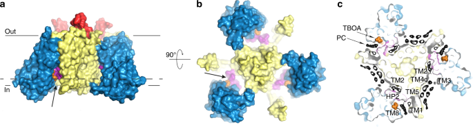A one-gate elevator mechanism for the human neutral amino acid ...