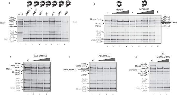 Stabilisation of half MCM ring by Cdt1 during DNA insertion | Nature ...