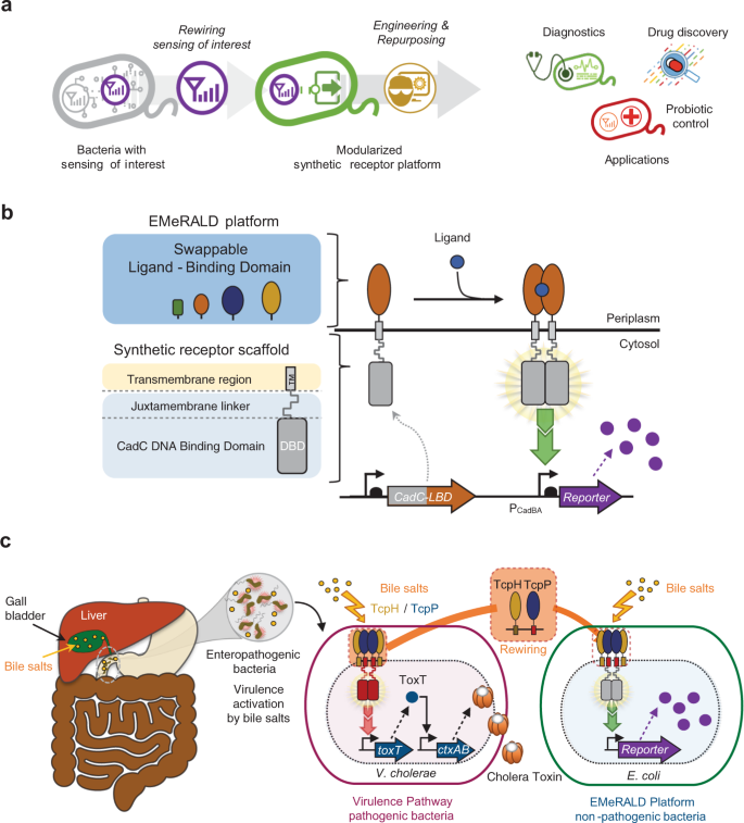 Programmable receptors enable bacterial biosensors to detect ...