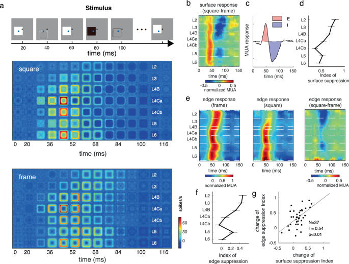 Coding strategy for surface luminance switches in the primary visual ...