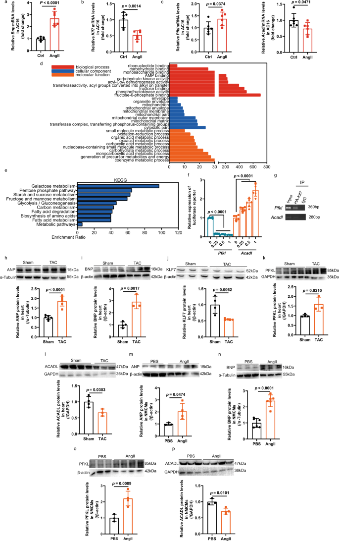 The KLF7/PFKL/ACADL axis modulates cardiac metabolic remodelling during ...