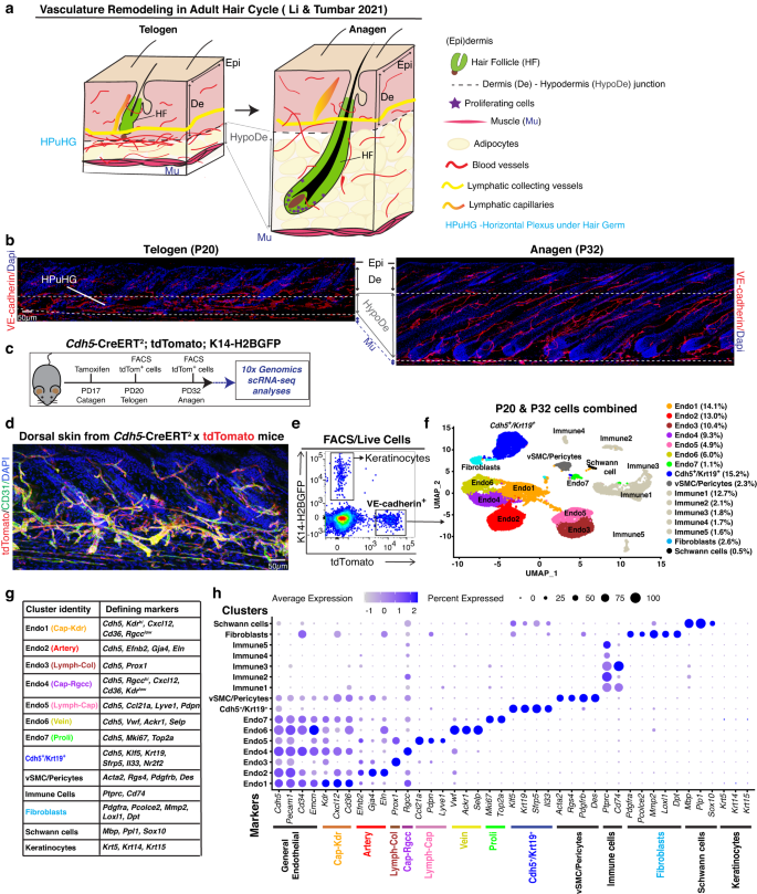 Alk1 acts in non-endothelial VE-cadherin+ perineurial cells to maintain nerve branching during ...