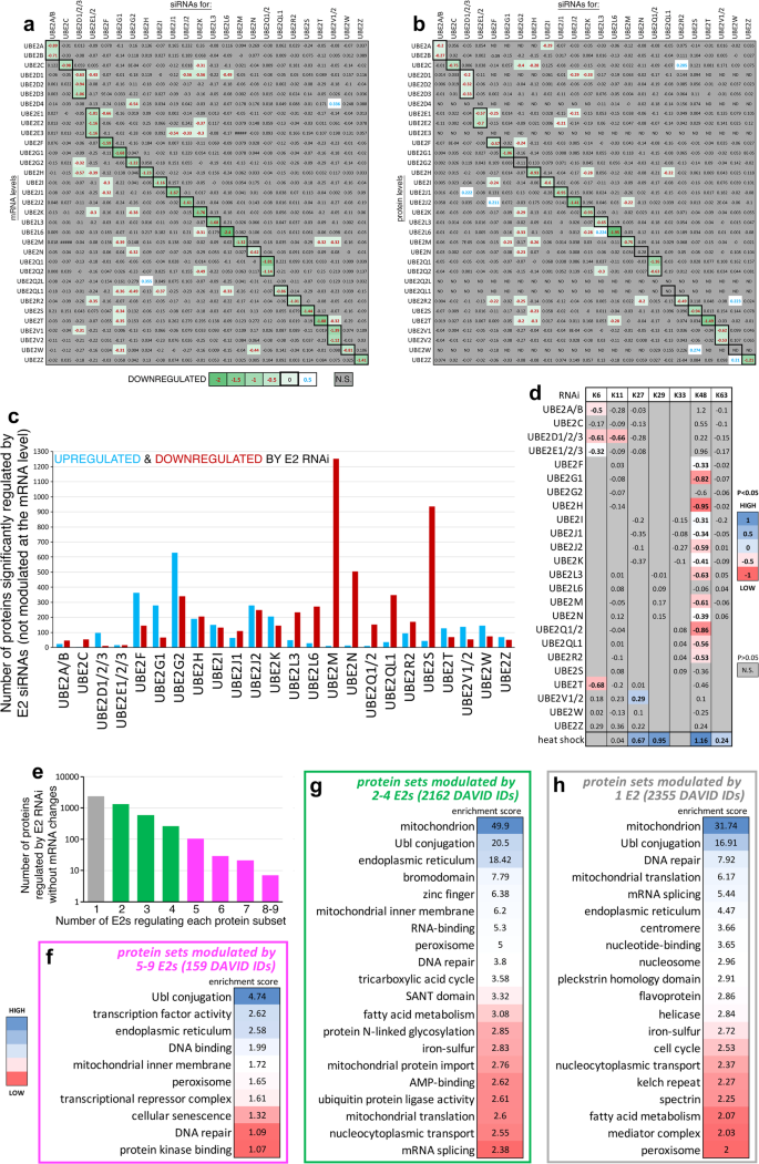An adaptive stress response that confers cellular resilience to ...