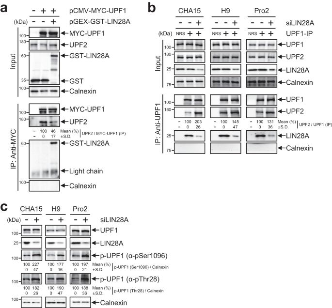Role of UPF1-LIN28A interaction during early differentiation of ...