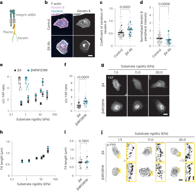 The laminin–keratin link shields the nucleus from mechanical ...