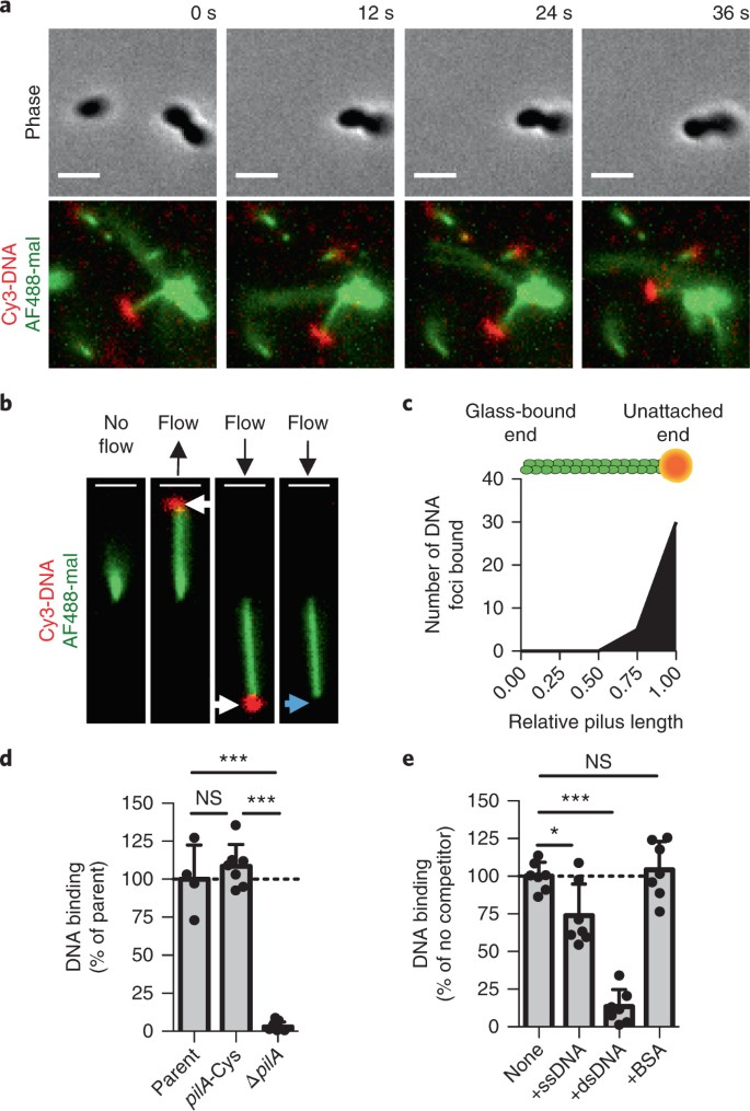 Retraction of DNA-bound type IV competence pili initiates DNA uptake ...