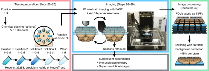 Whole-brain block-face serial microscopy tomography at subcellular ...