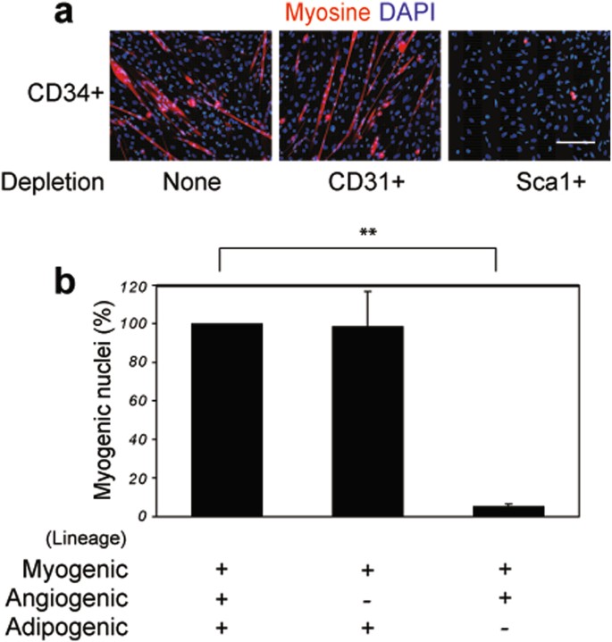 Complement C3 of the innate immune system secreted by muscle adipogenic ...