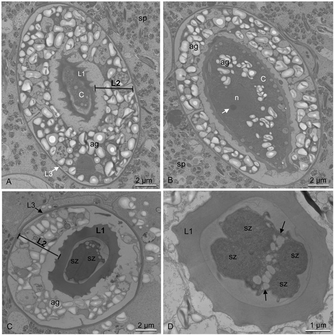 First record of gregarines (Apicomplexa) in seminal vesicle of insect ...