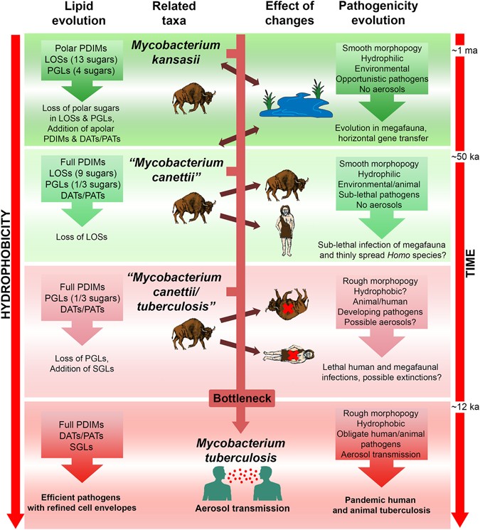 The role of hydrophobicity in tuberculosis evolution and pathogenicity ...