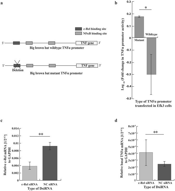Lack of inflammatory gene expression in bats: a unique role for a ...