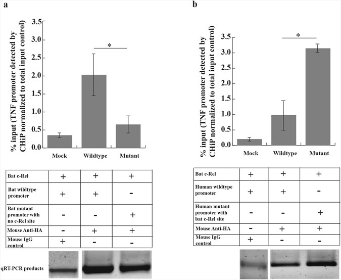 Lack of inflammatory gene expression in bats: a unique role for a ...
