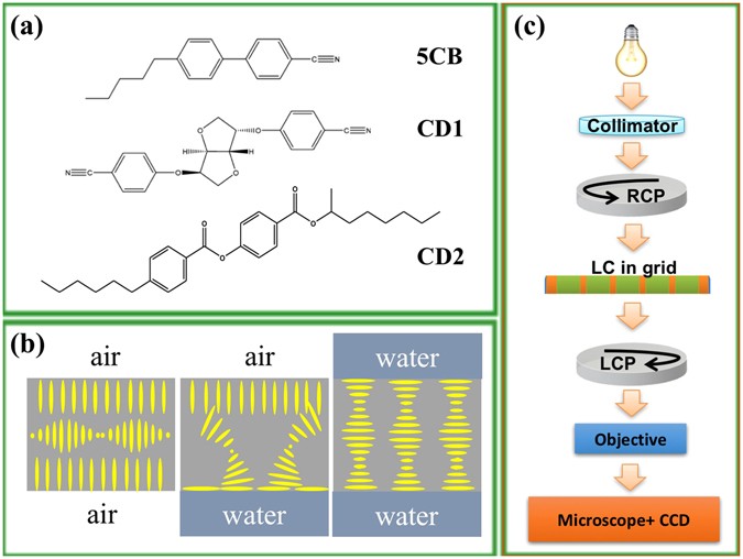 Chiral nematic liquid crystal microlenses | Scientific Reports