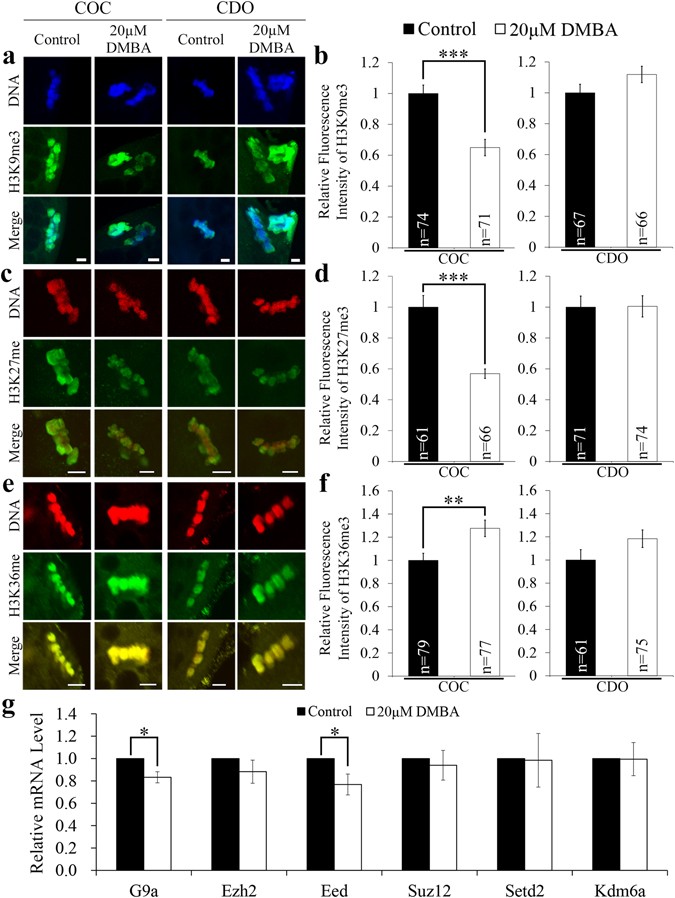 DMBA acts on cumulus cells to desynchronize nuclear and cytoplasmic ...