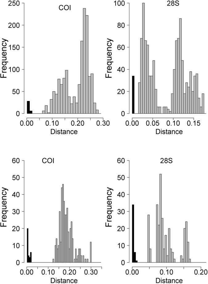 Genetic diversity of armored scales (Hemiptera: Diaspididae) and soft ...