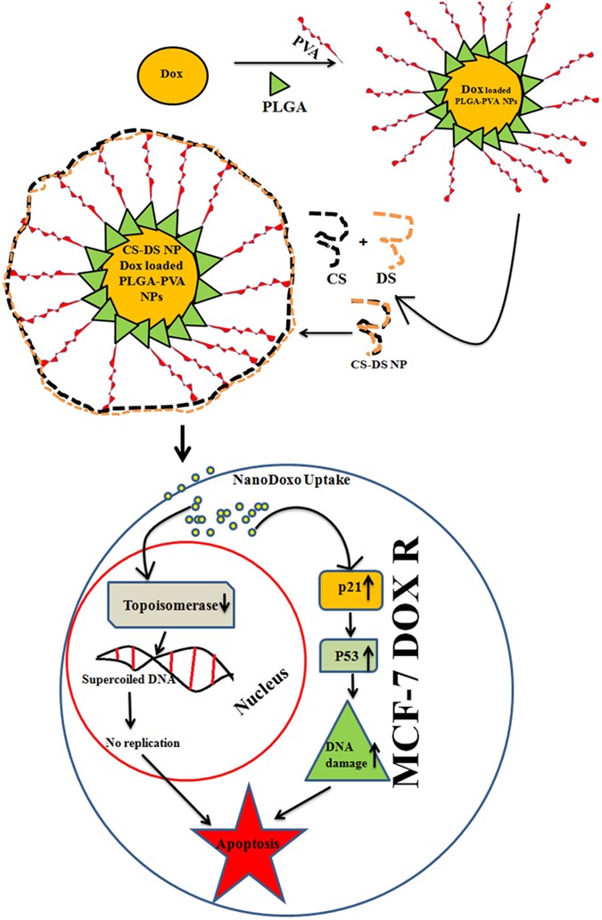 Chitosan-Dextran sulfate coated doxorubicin loaded PLGA-PVA ...