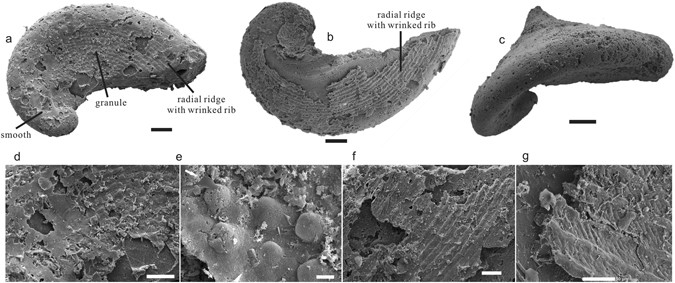 Complex hierarchical microstructures of Cambrian mollusk Pelagiella ...