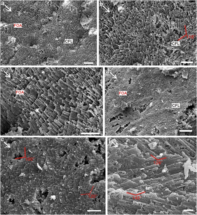 Complex hierarchical microstructures of Cambrian mollusk Pelagiella ...