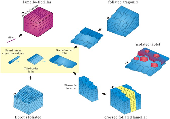 Complex hierarchical microstructures of Cambrian mollusk Pelagiella ...