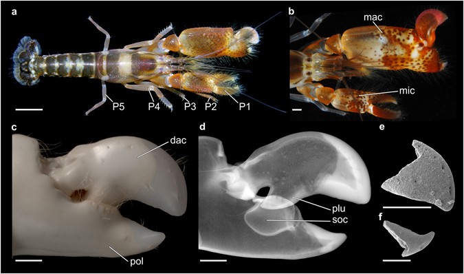 Comprehensive analysis and reinterpretation of Cenozoic mesofossils ...