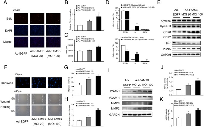 FAM3B mediates high glucose-induced vascular smooth muscle cell ...