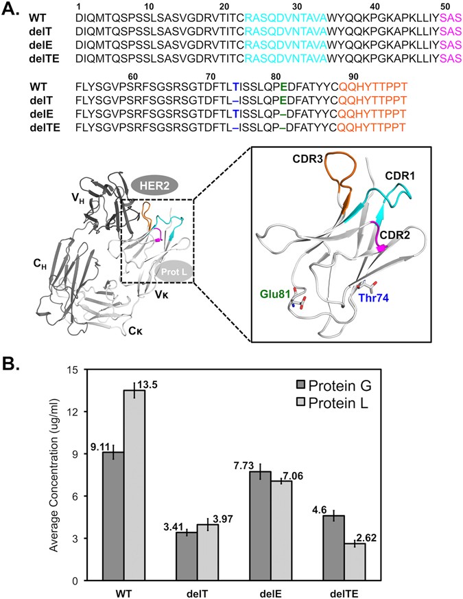 The role of Antibody Vκ Framework 3 region towards Antigen binding ...