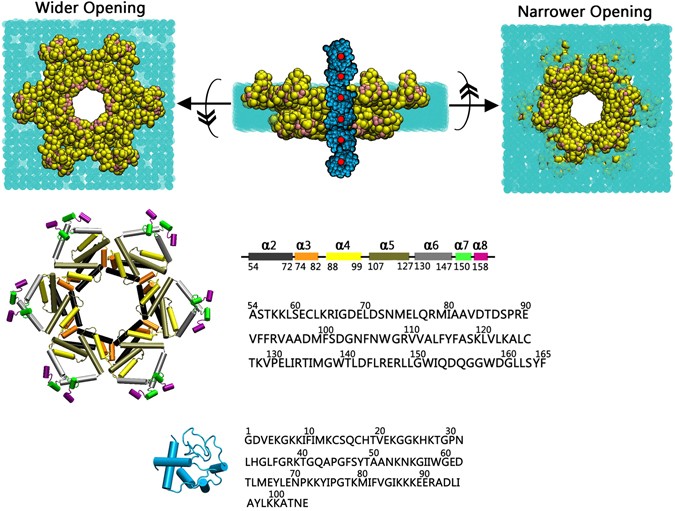 Release of Cytochrome C from Bax Pores at the Mitochondrial Membrane ...