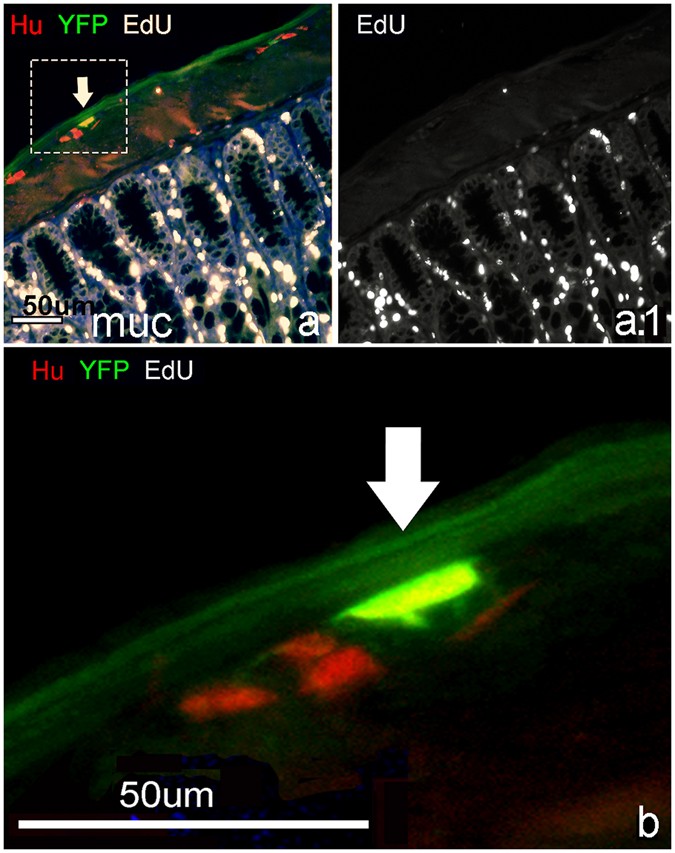 Colitis promotes neuronal differentiation of Sox2+ and PLP1+ enteric ...