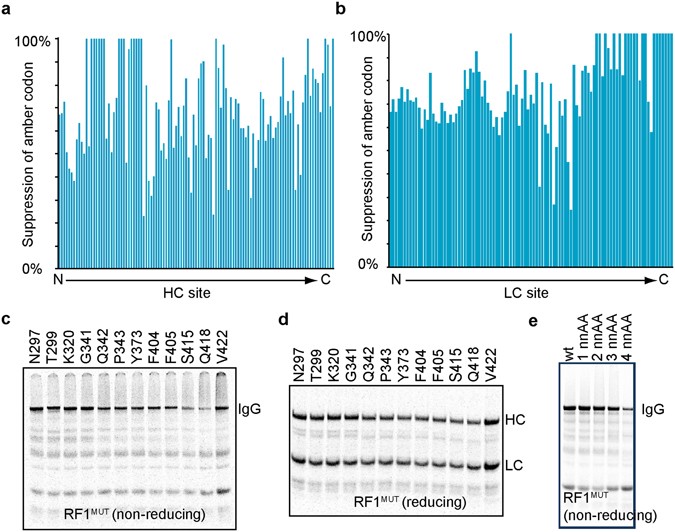 RF1 attenuation enables efficient non-natural amino acid incorporation ...