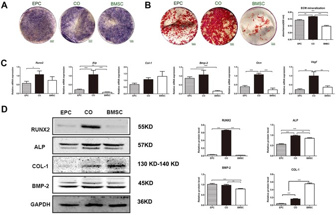 Cell Sheets of Co-cultured Endothelial Progenitor Cells and Mesenchymal ...