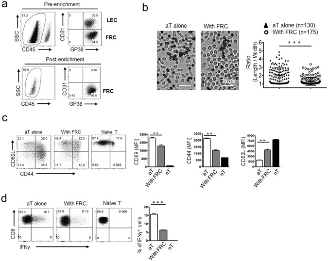 Fibroblastic reticular cells of the lymphoid tissues modulate T cell ...