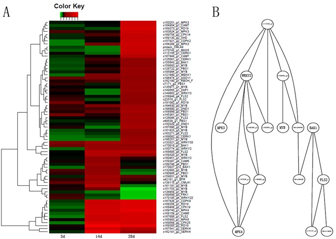 Transcriptome profiling of Cucumis metuliferus infected by Meloidogyne ...