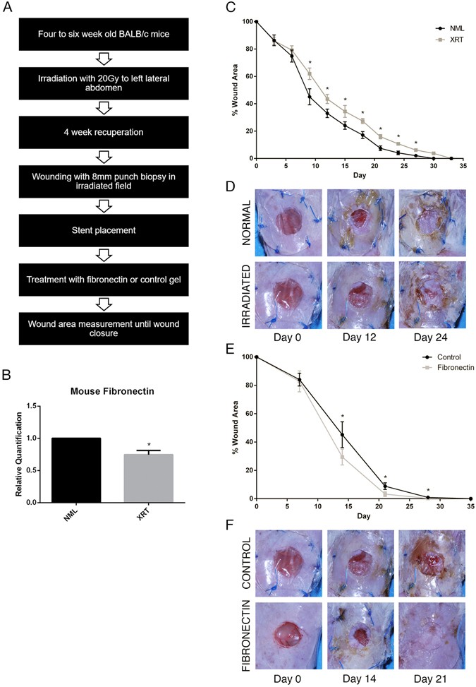 Topical Fibronectin Improves Wound Healing of Irradiated Skin ...