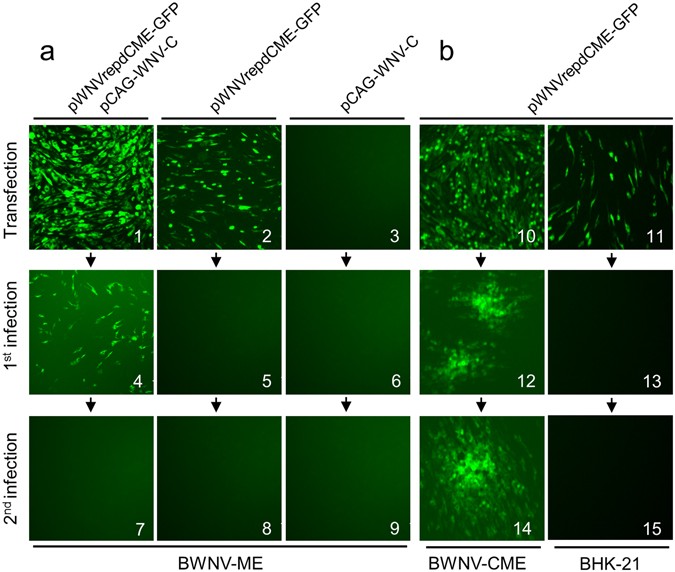 West Nile virus infectious replicon particles generated using a ...