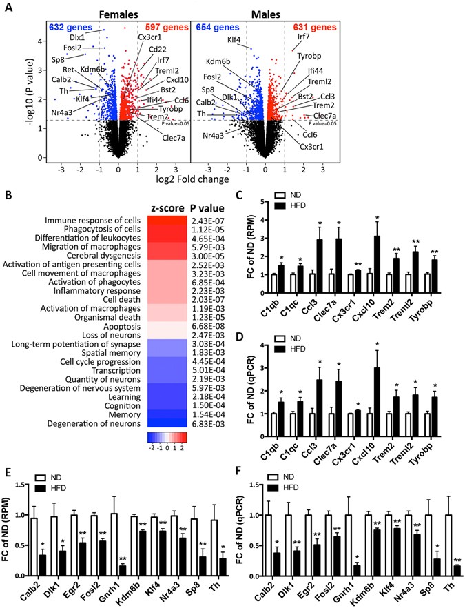 Effect of high fat diet on phenotype, brain transcriptome and lipidome ...
