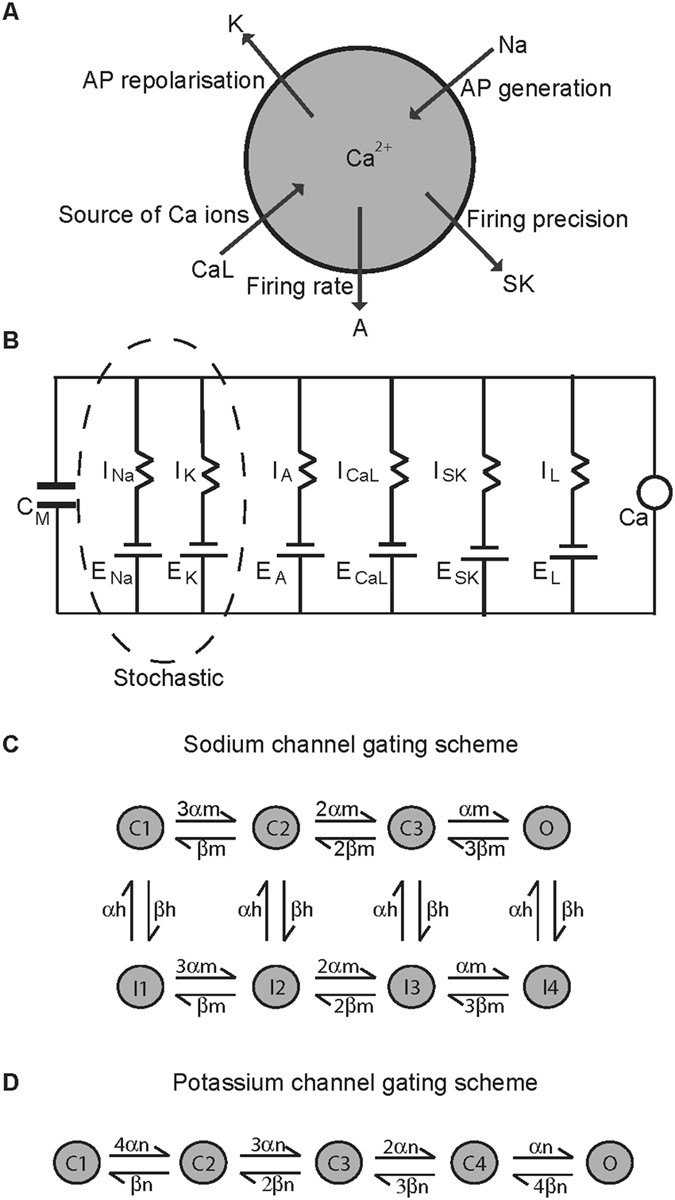 Calcium-activated SK channels control firing regularity by modulating ...