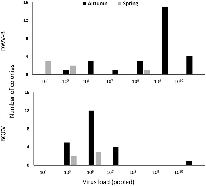The virulent, emerging genotype B of Deformed wing virus is closely ...