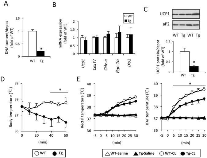 Cell-cycle arrest in mature adipocytes impairs BAT development but not ...