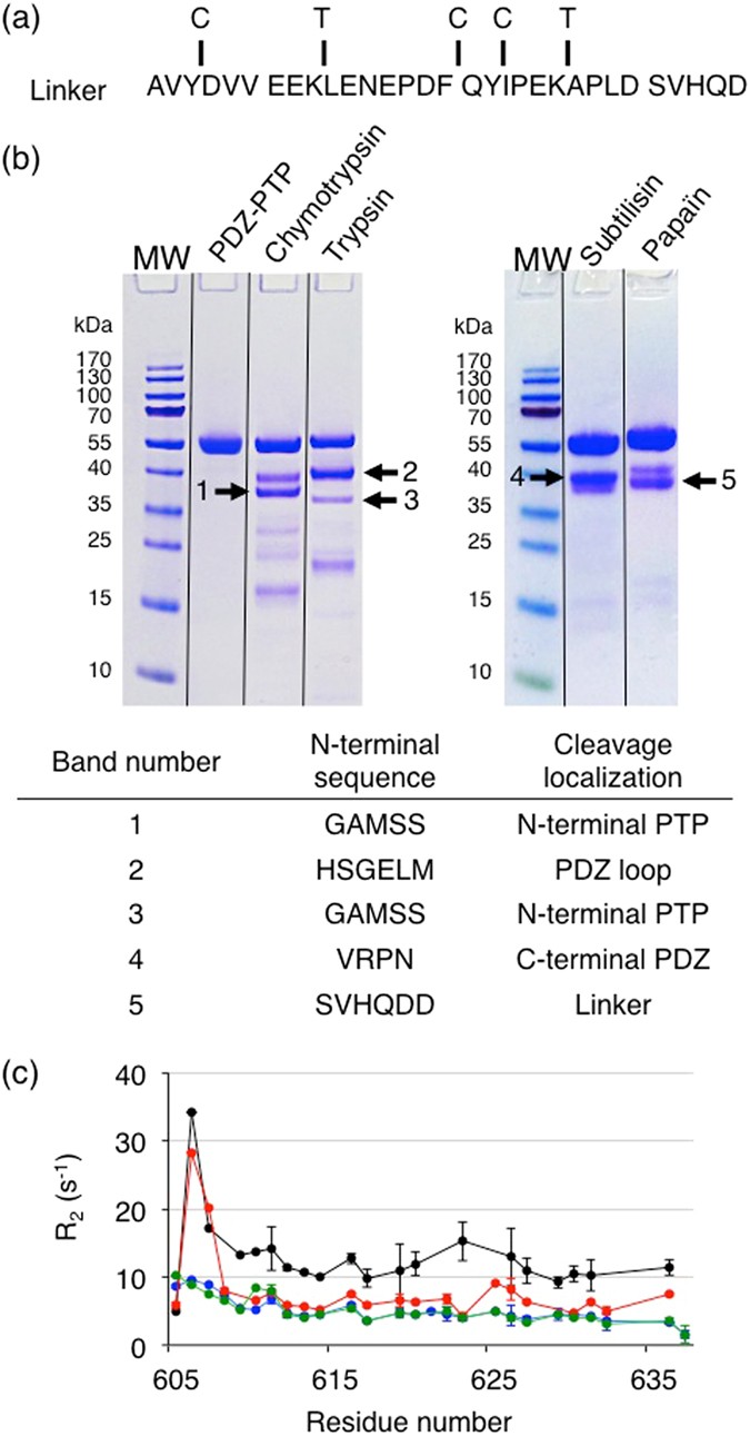 Regulation of the Human Phosphatase PTPN4 by the inter-domain linker ...