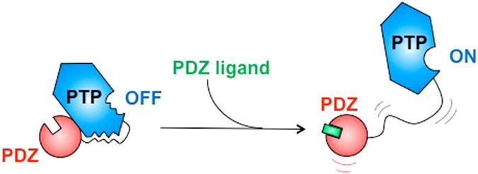 Regulation of the Human Phosphatase PTPN4 by the inter-domain linker ...