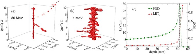 A model for relative biological effectiveness of therapeutic proton ...