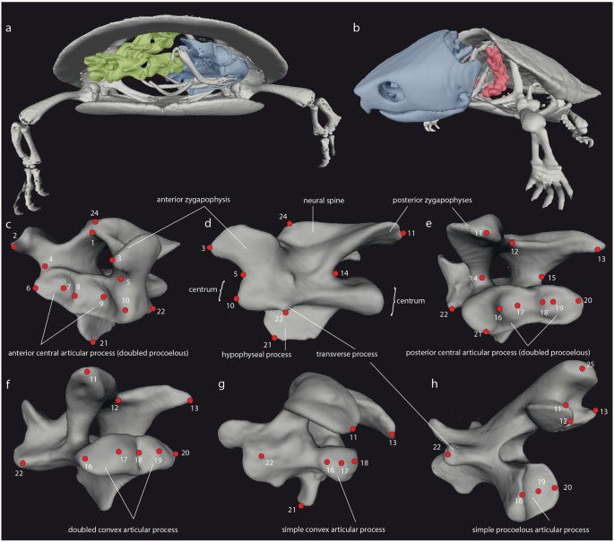 Deep time perspective on turtle neck evolution: chasing the Hox code by ...