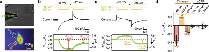 Molecular determinants of proton selectivity and gating in the red ...