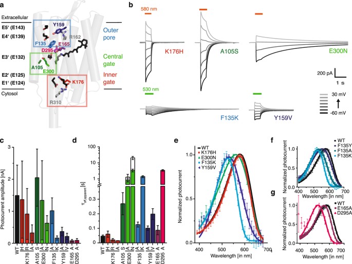 Molecular determinants of proton selectivity and gating in the red ...
