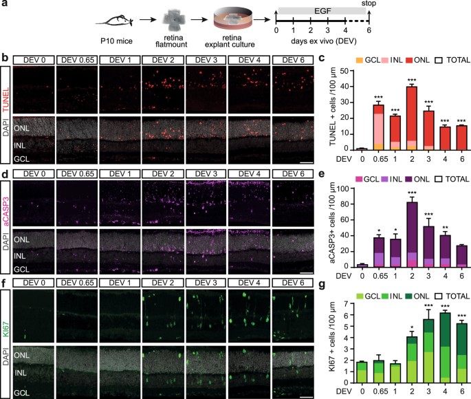 Retinal cell death dependent reactive proliferative gliosis in the ...