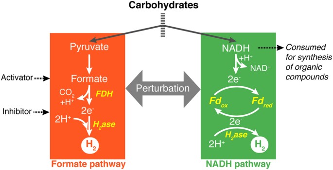 Perturbation of formate pathway and NADH pathway acting on the ...