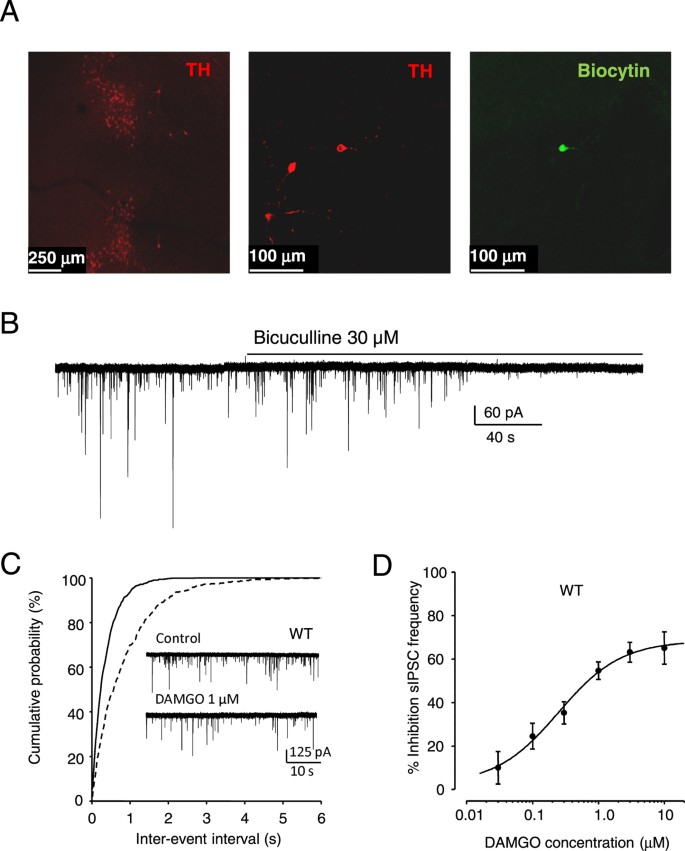 Morphine activation of mu opioid receptors causes disinhibition of ...