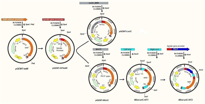 Development of oriC-plasmids for use in Mycoplasma hyorhinis | Scientific Reports