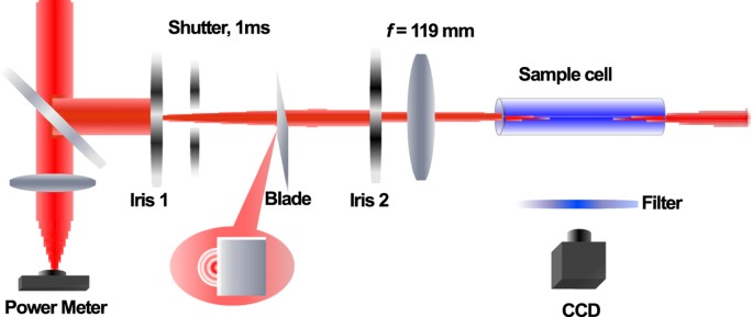 In-situ visualization of multiple filament competition dynamic during ...