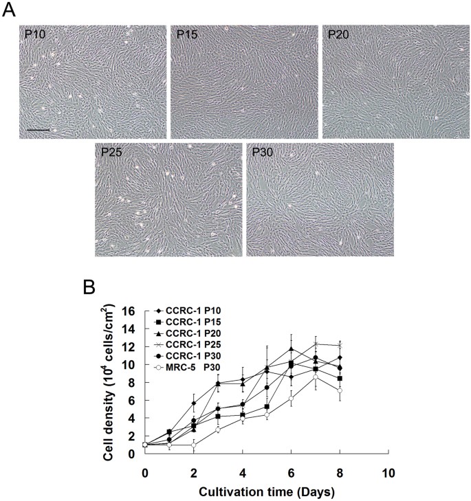 The hUC-MSCs cell line CCRC-1 represents a novel, safe and high ...